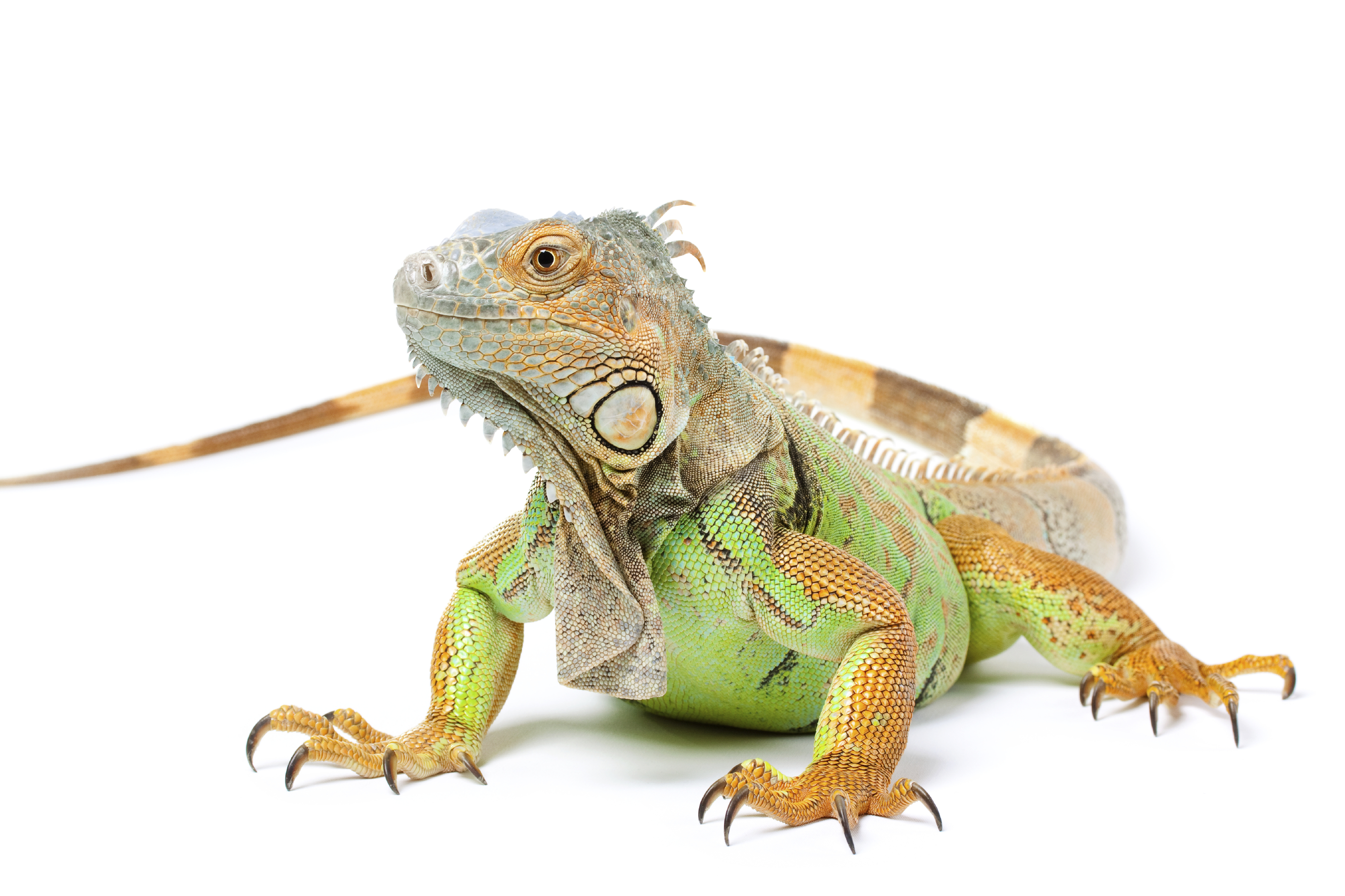 Iguana Care Sheet